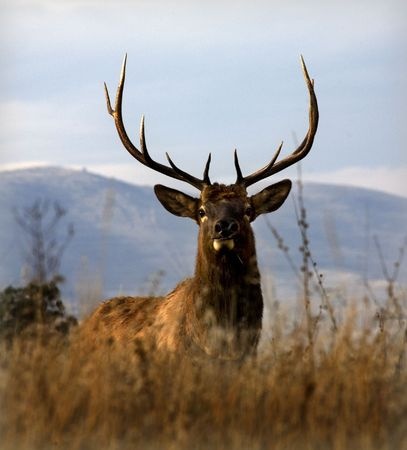 5 Little-Known Facts About Elk | Elk Ridge Outfitters